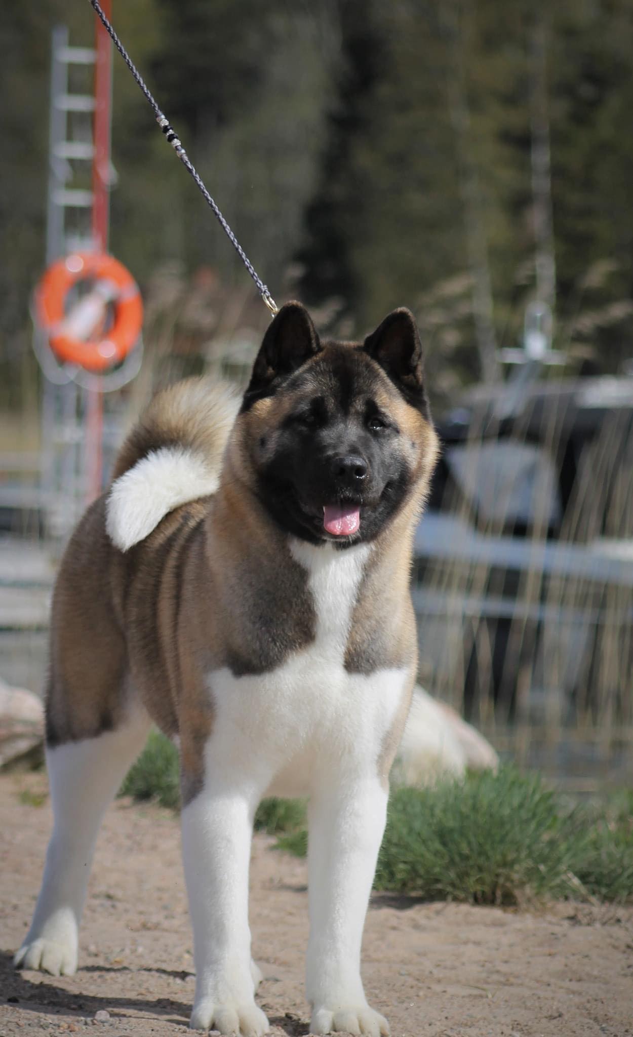 Sisika – Kennel Peikkovuoren